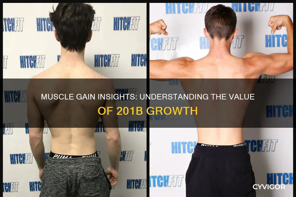 Muscle Gain Insights: Understanding The Value Of 201B Growth | CyVigor