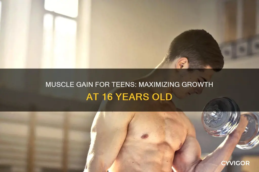 Muscle Gain For Teens: Maximizing Growth At 16 Years Old | CyVigor