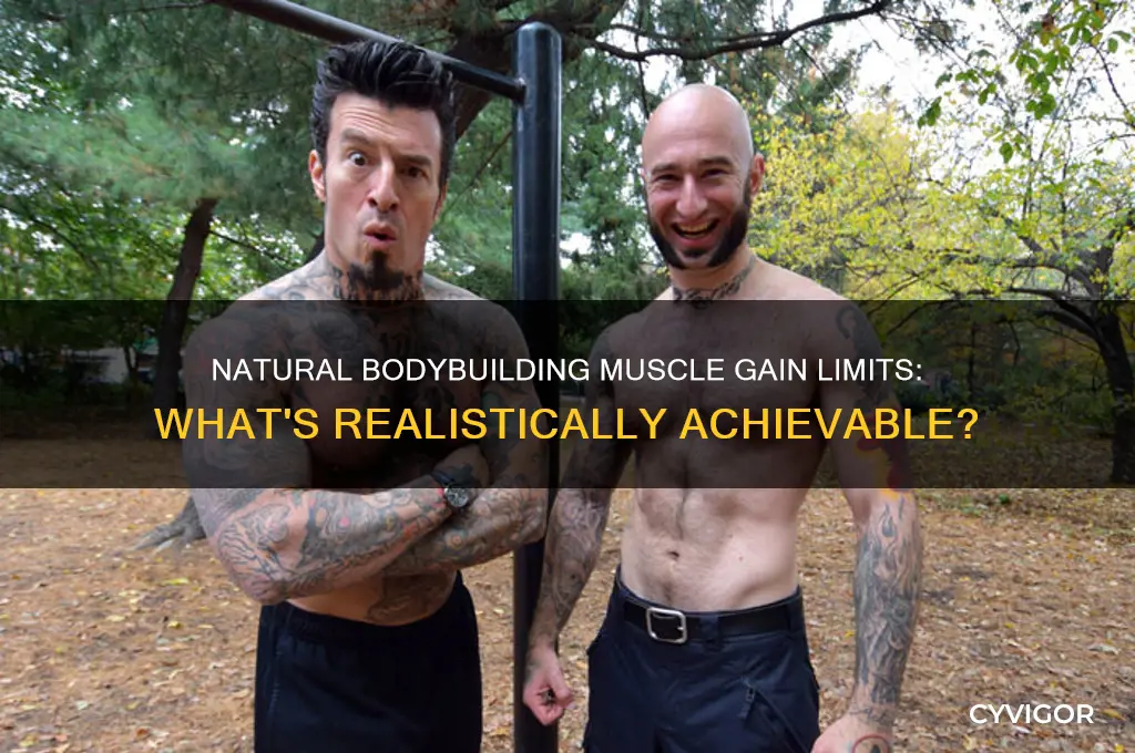 Natural Bodybuilding Muscle Gain Limits: What's Realistically ...