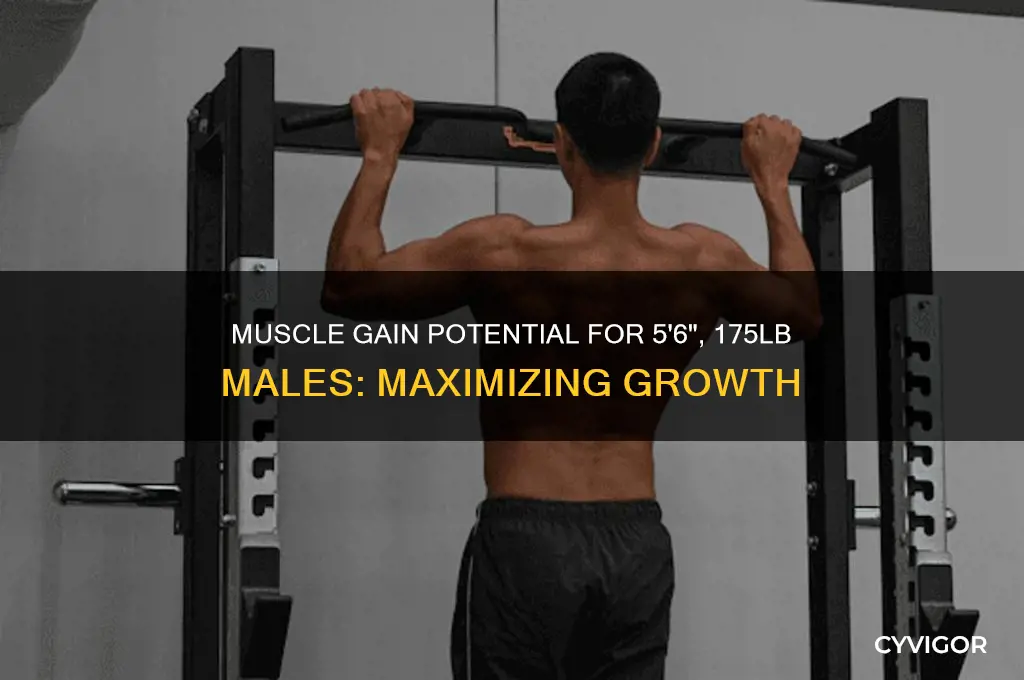 Muscle Gain Potential For 5'6", 175Lb Males: Maximizing Growth | CyVigor