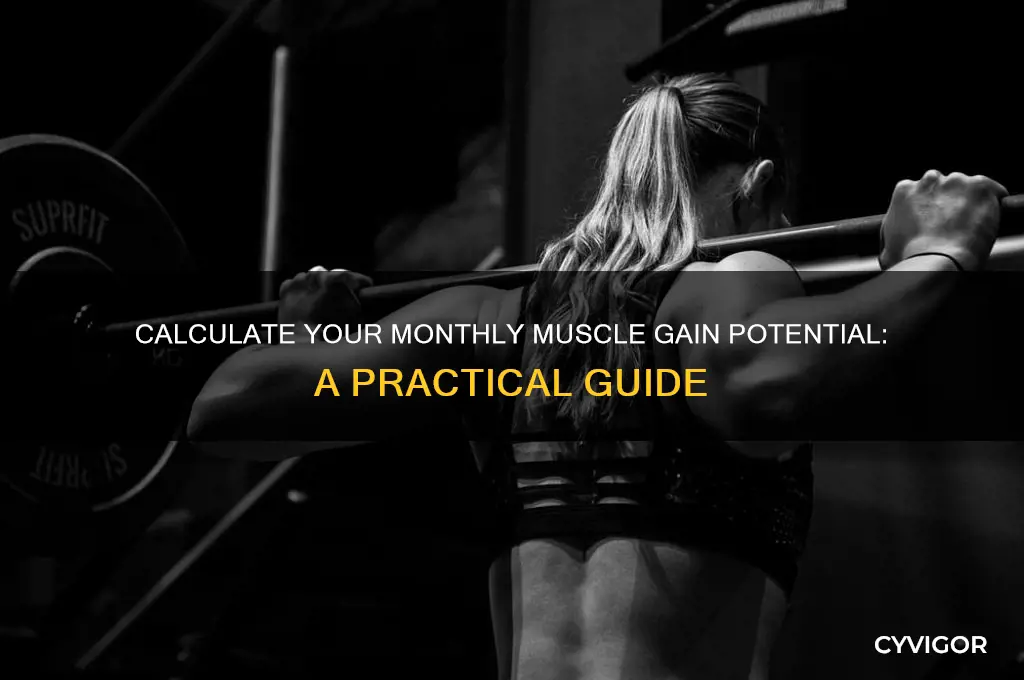 Calculate Your Monthly Muscle Gain Potential: A Practical Guide | CyVigor