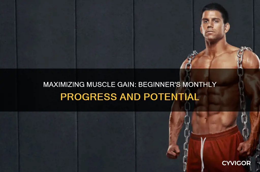 Maximizing Muscle Gain: Beginner's Monthly Progress And Potential | CyVigor