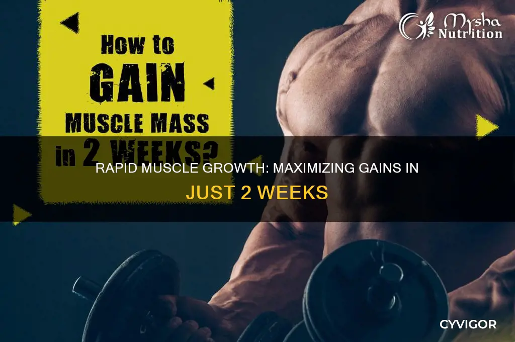 Rapid Muscle Growth: Maximizing Gains In Just 2 Weeks | CyVigor