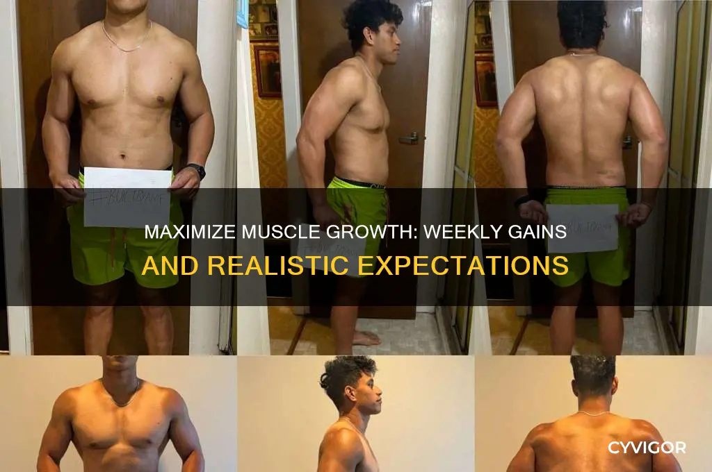 Maximize Muscle Growth: Weekly Gains And Realistic Expectations | CyVigor