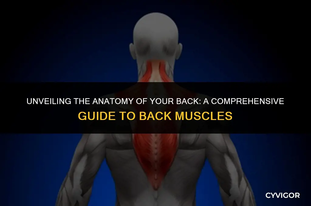 Unveiling The Anatomy Of Your Back: A Comprehensive Guide To Back ...
