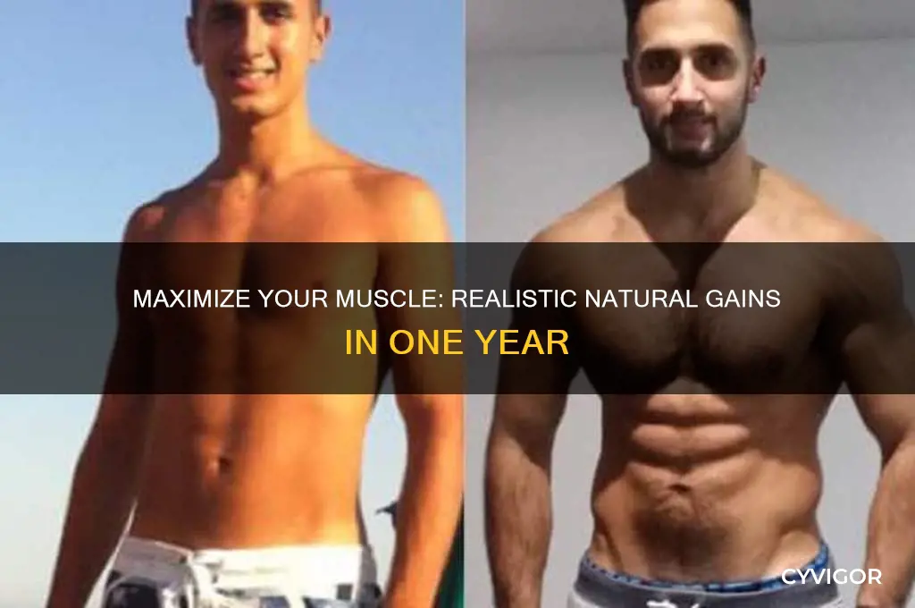 Maximize Your Muscle: Realistic Natural Gains In One Year | CyVigor