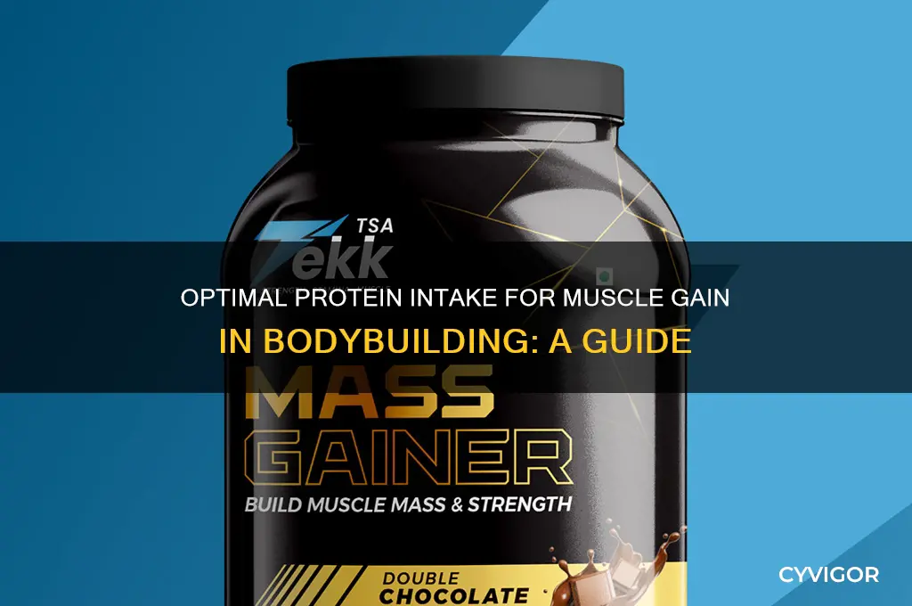 Optimal Protein Intake For Muscle Gain In Bodybuilding: A Guide | CyVigor