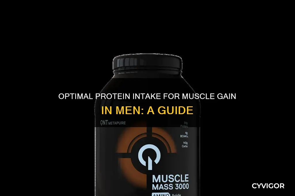 Optimal Protein Intake For Muscle Gain In Men: A Guide | CyVigor