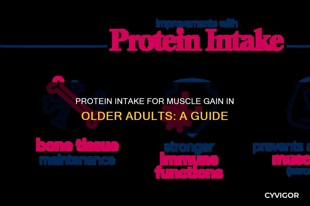 Protein Intake For Muscle Gain In Older Adults: A Guide | CyVigor