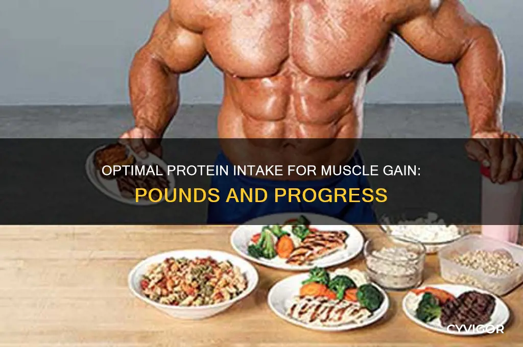 Optimal Protein Intake For Muscle Gain: Pounds And Progress | CyVigor