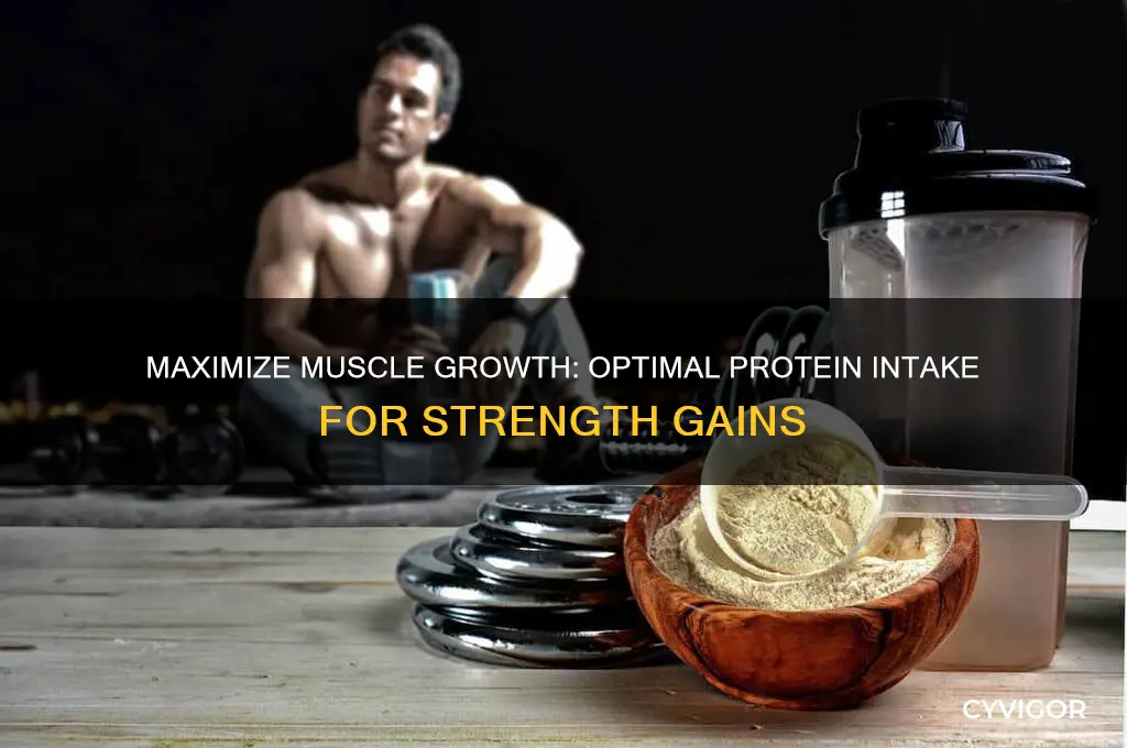 Maximize Muscle Growth: Optimal Protein Intake For Strength Gains | CyVigor