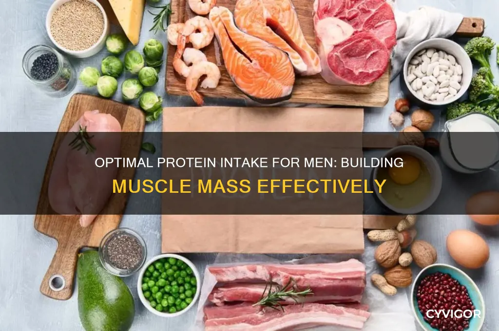 Optimal Protein Intake For Men: Building Muscle Mass Effectively | CyVigor