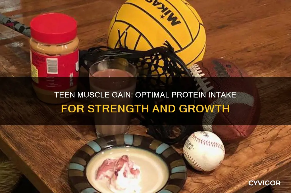 Teen Muscle Gain: Optimal Protein Intake For Strength And Growth | CyVigor