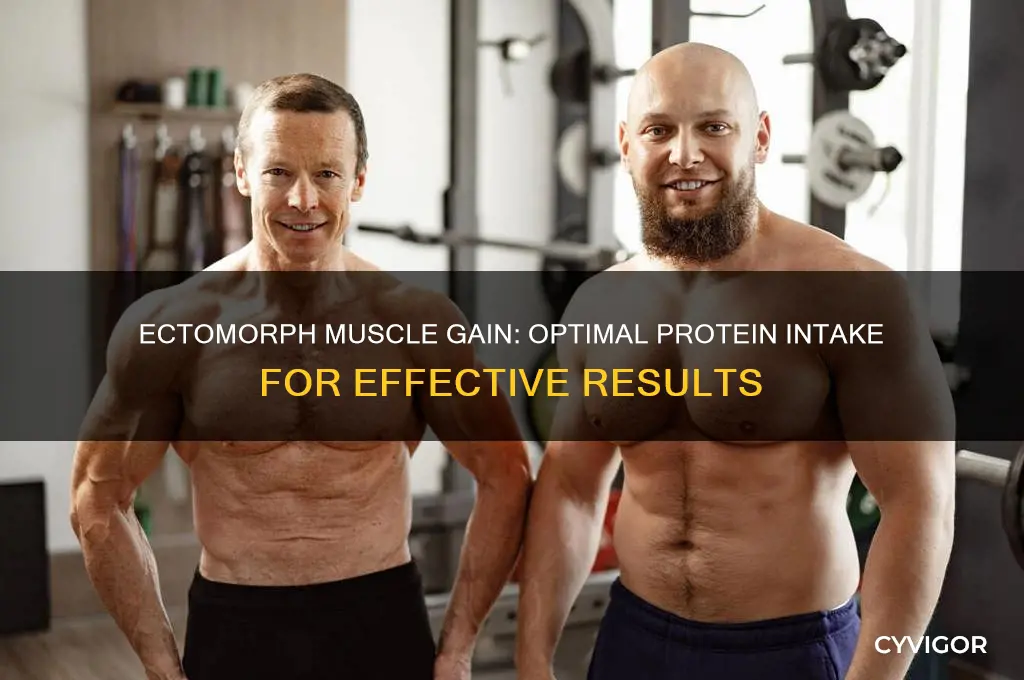 Ectomorph Muscle Gain: Optimal Protein Intake For Effective Results ...