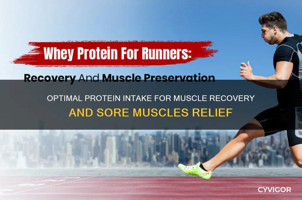 Optimal Protein Intake For Muscle Recovery And Sore Muscles Relief ...