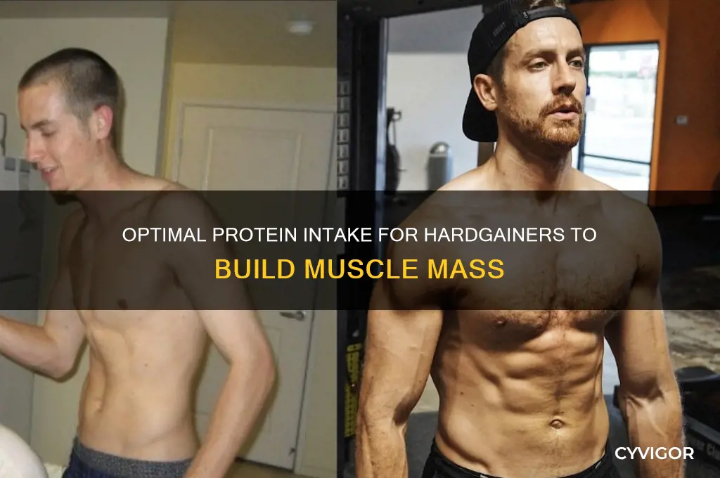 Optimal Protein Intake For Hardgainers To Build Muscle Mass | CyVigor