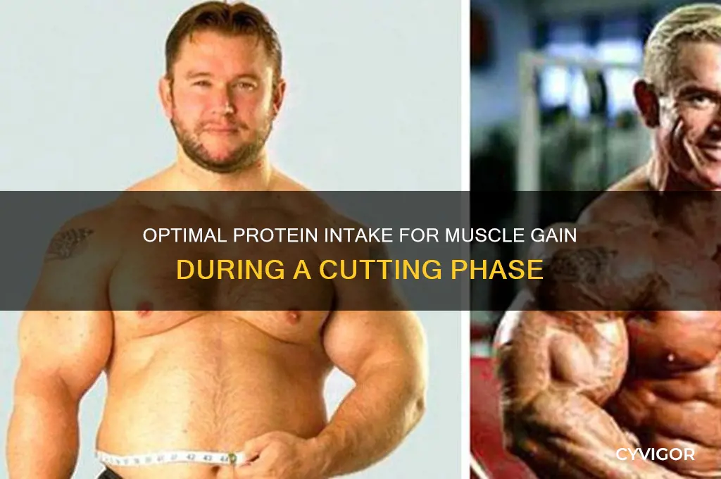 Optimal Protein Intake For Muscle Gain During A Cutting Phase | CyVigor