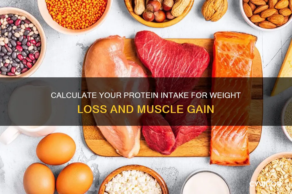 Calculate Your Protein Intake For Weight Loss And Muscle Gain | CyVigor