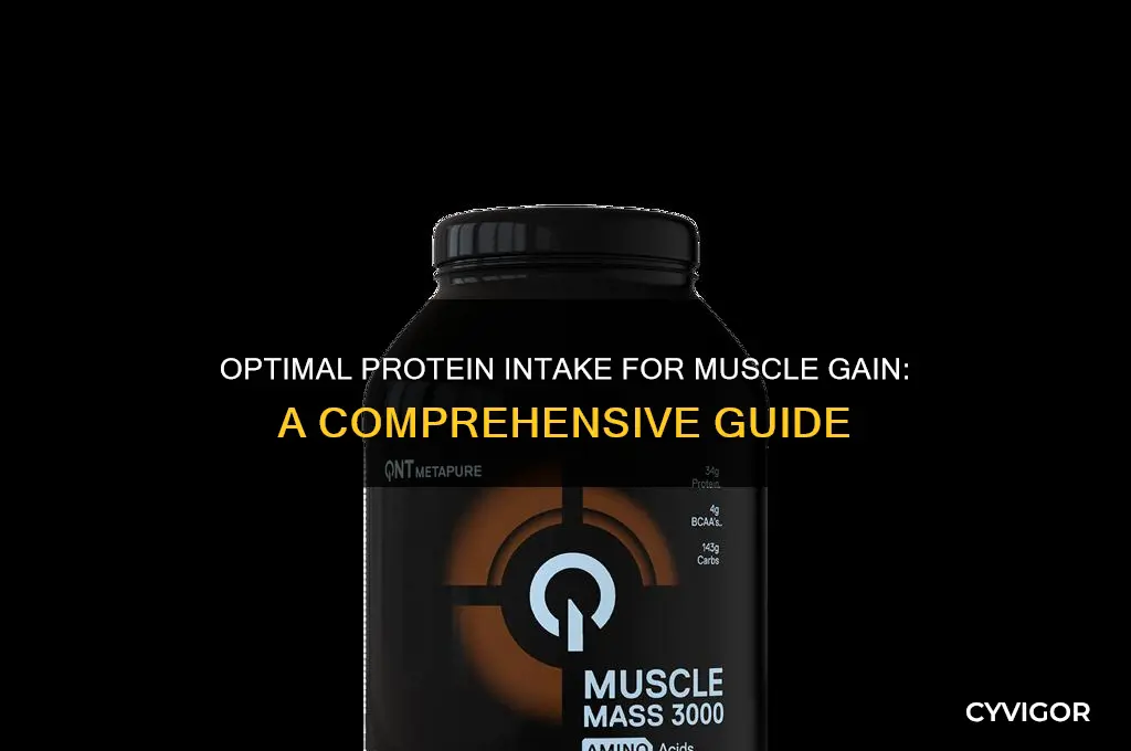 Optimal Protein Intake For Muscle Gain: A Comprehensive Guide | CyVigor