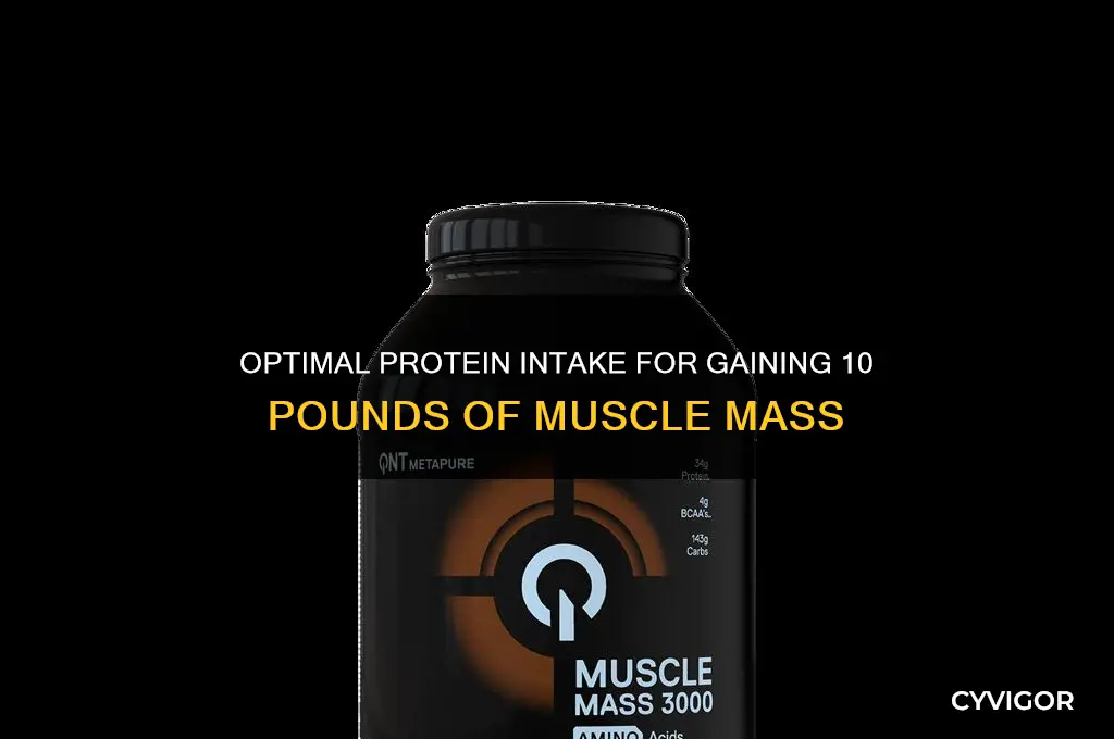 Optimal Protein Intake For Gaining 10 Pounds Of Muscle Mass | CyVigor