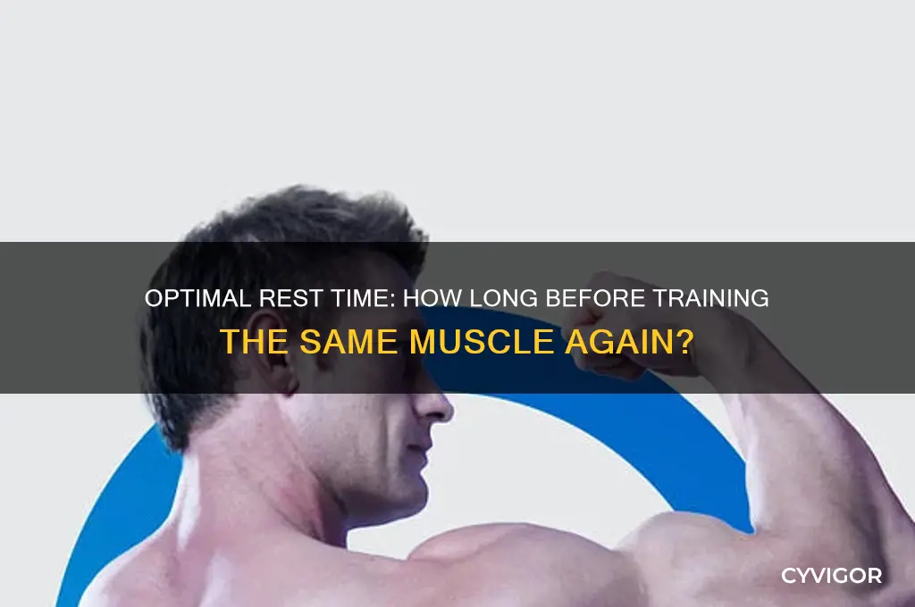 Optimal Rest Time: How Long Before Training The Same Muscle Again ...