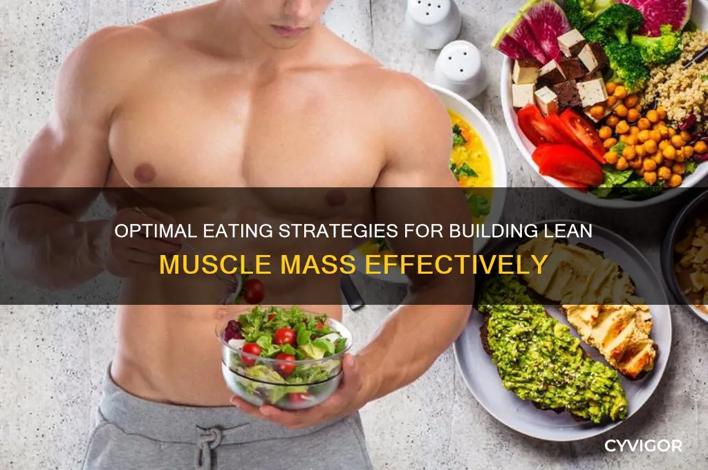 Optimal Eating Strategies For Building Lean Muscle Mass Effectively ...
