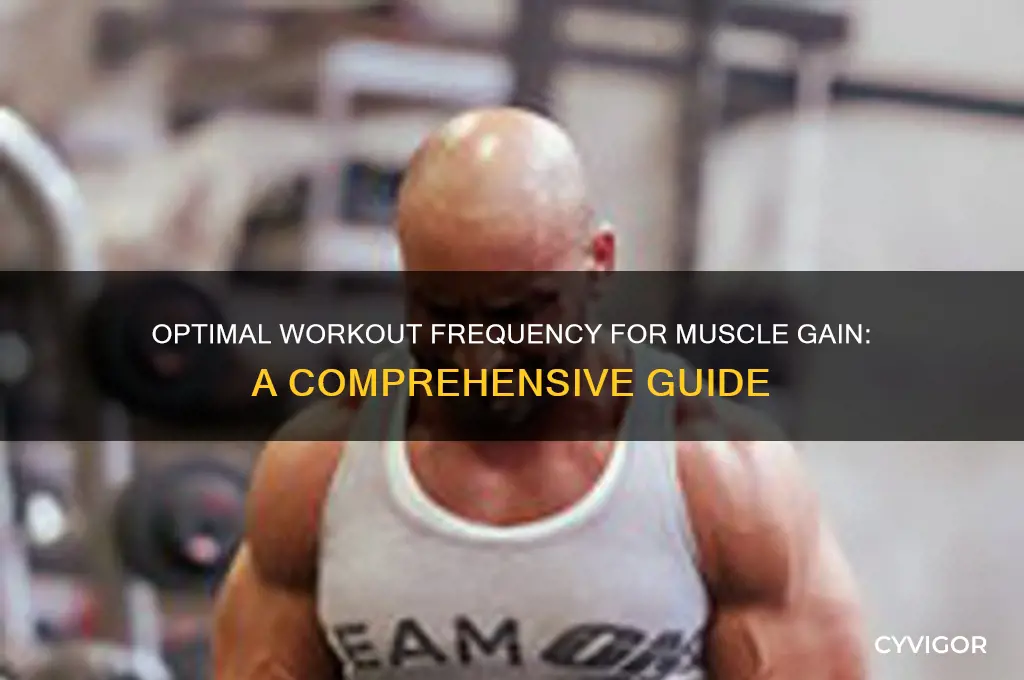 Optimal Workout Frequency For Muscle Gain: A Comprehensive Guide | CyVigor