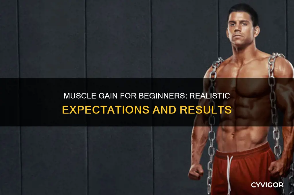 Muscle Gain For Beginners: Realistic Expectations And Results | CyVigor