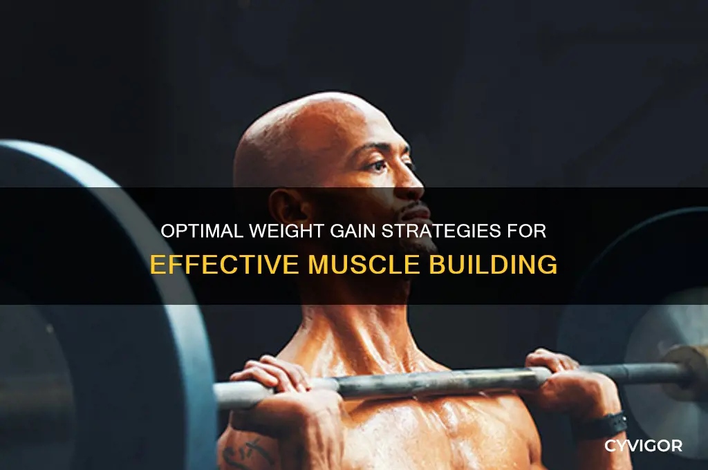 Optimal Weight Gain Strategies For Effective Muscle Building | CyVigor