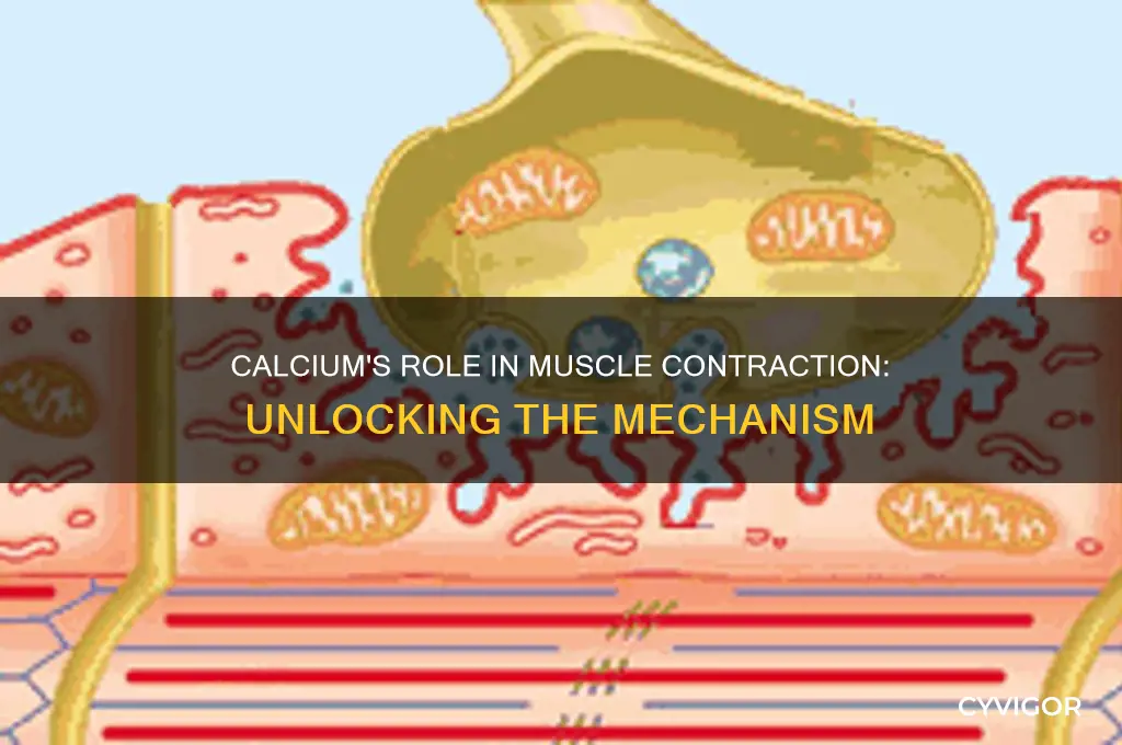 Calcium's Role In Muscle Contraction: Unlocking The Mechanism | CyVigor