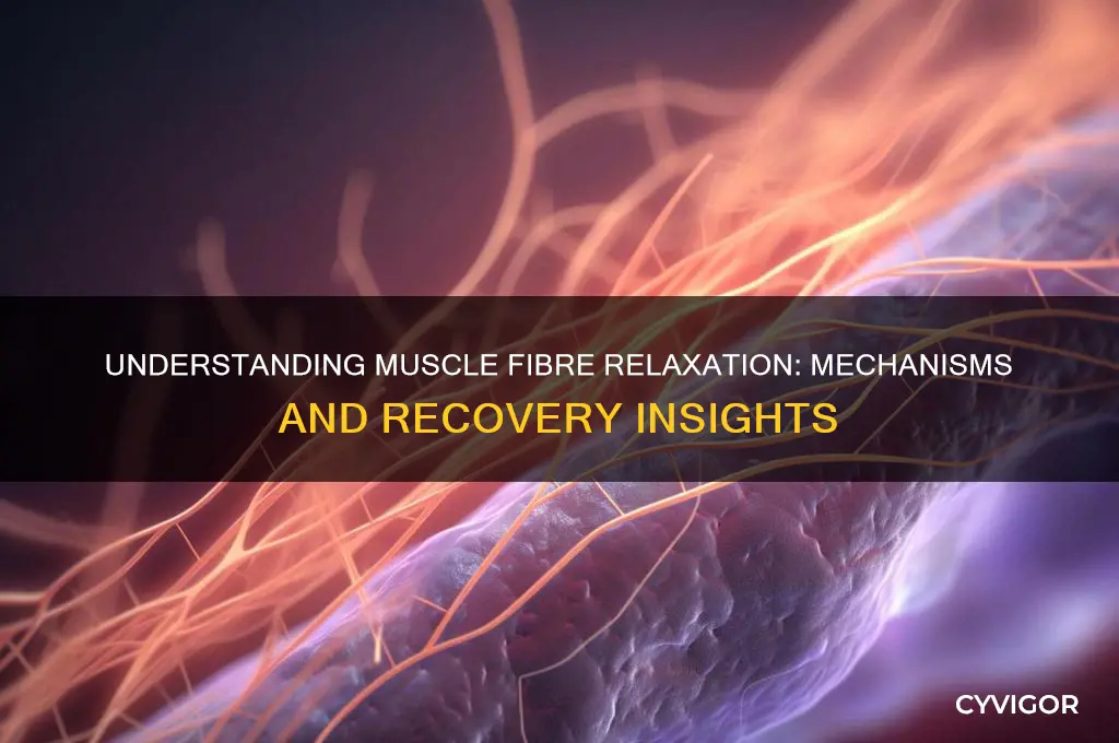 Understanding Muscle Fibre Relaxation: Mechanisms And Recovery Insights ...