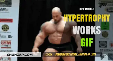 Understanding Muscle Anatomy: How Muscles Contract, Move, And Function ...