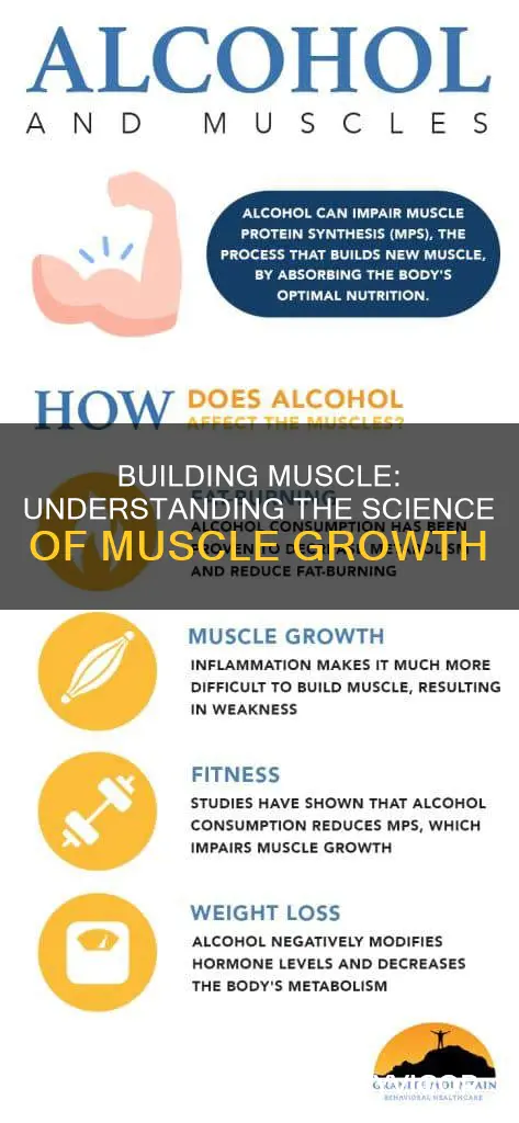 Building Muscle: Understanding The Science Of Muscle Growth | CyVigor