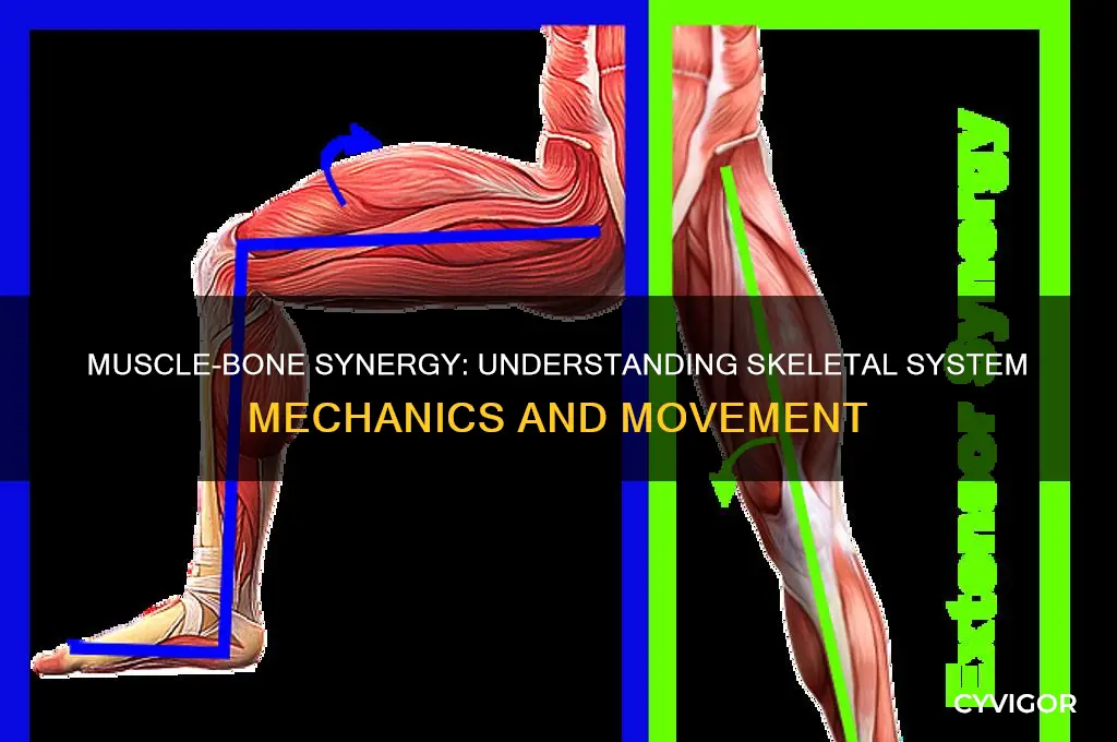 Muscle-Bone Synergy: Understanding Skeletal System Mechanics And ...