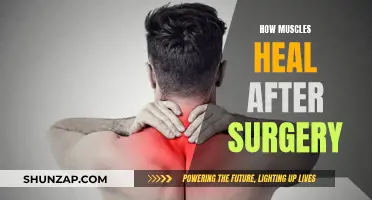 Understanding The Intricate Muscles Of Your Stomach | CyVigor
