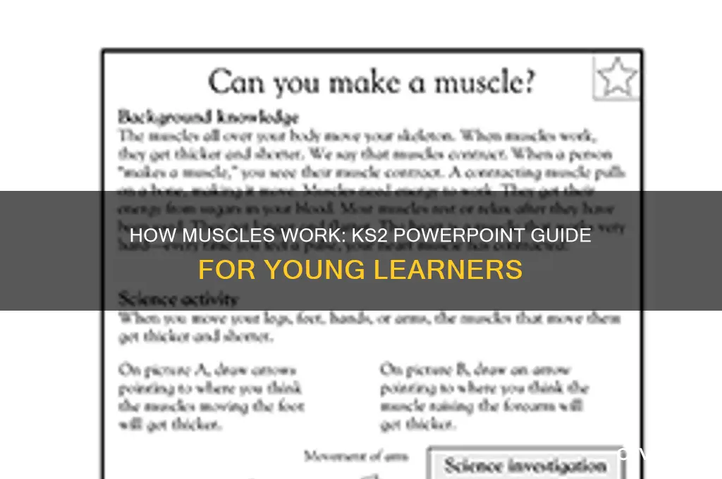 How Muscles Work: Ks2 Powerpoint Guide For Young Learners | CyVigor