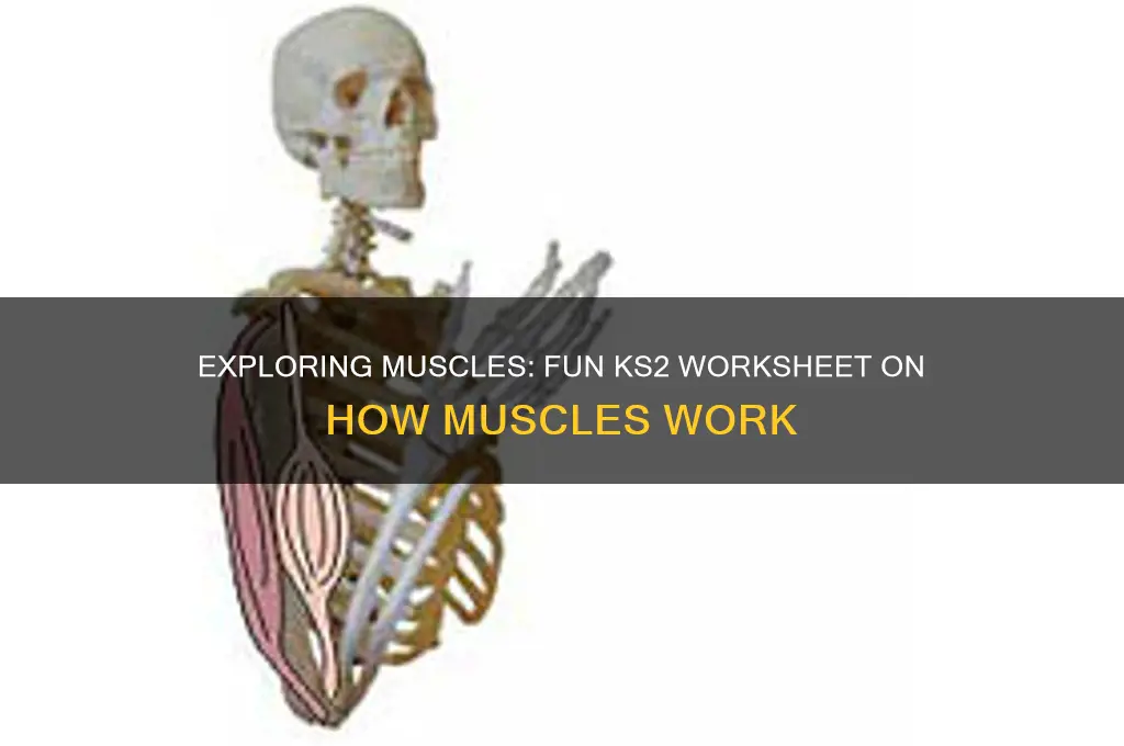 Exploring Muscles: Fun Ks2 Worksheet On How Muscles Work | CyVigor