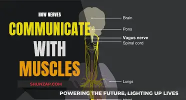 Muscles: Posture Maintenance And Body Balance | CyVigor