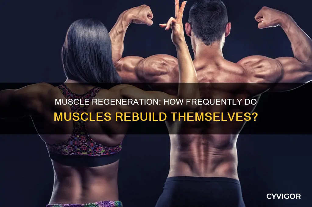 Muscle Regeneration: How Frequently Do Muscles Rebuild Themselves ...