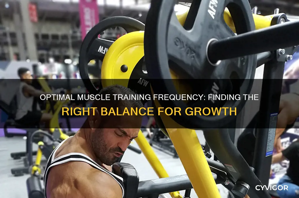 Optimal Muscle Training Frequency: Finding The Right Balance For Growth ...