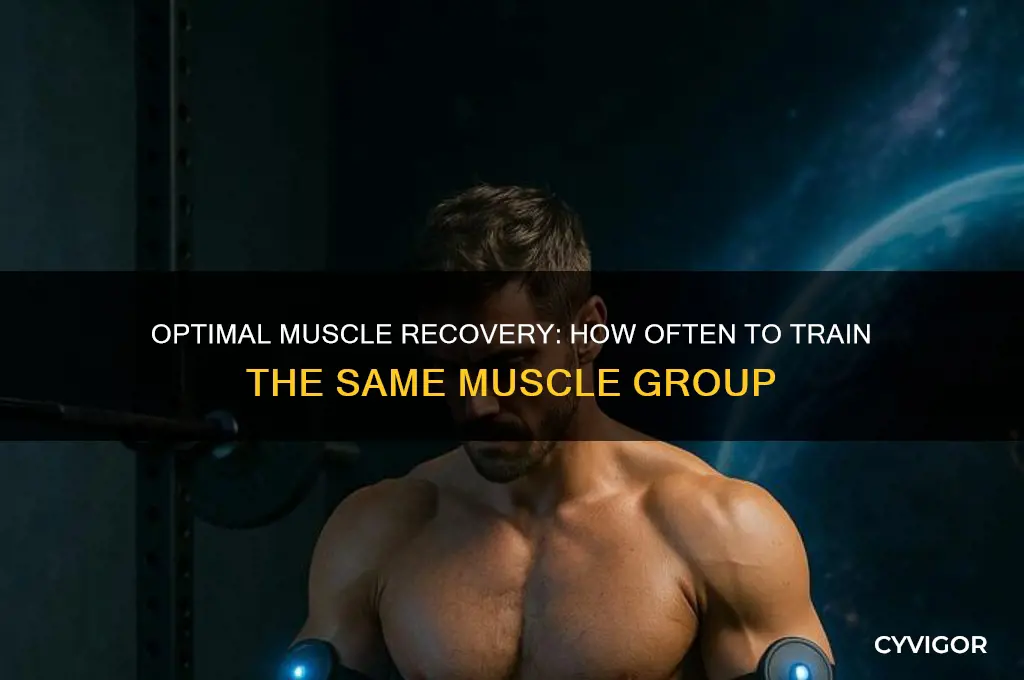 Optimal Muscle Recovery: How Often To Train The Same Muscle Group | CyVigor