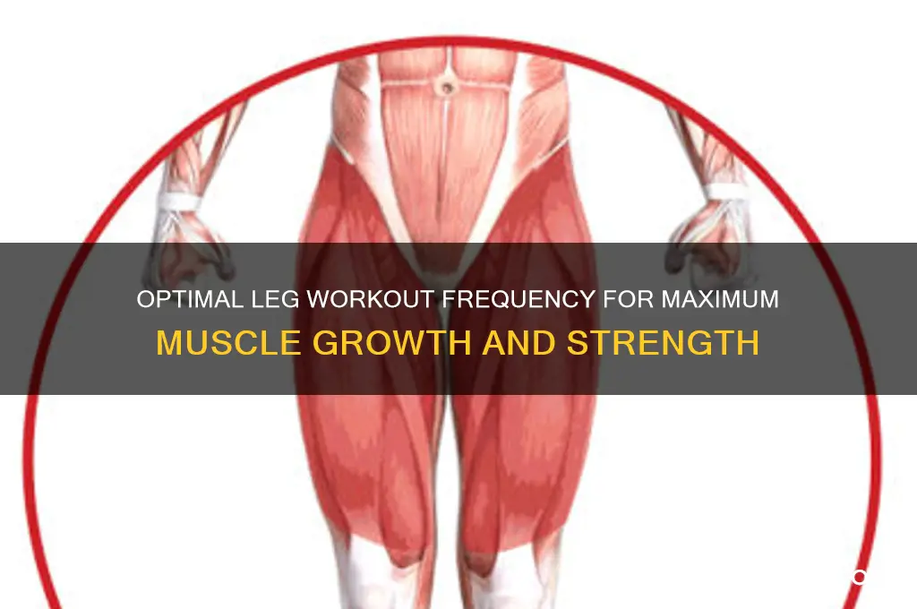 Optimal Leg Workout Frequency For Maximum Muscle Growth And Strength ...