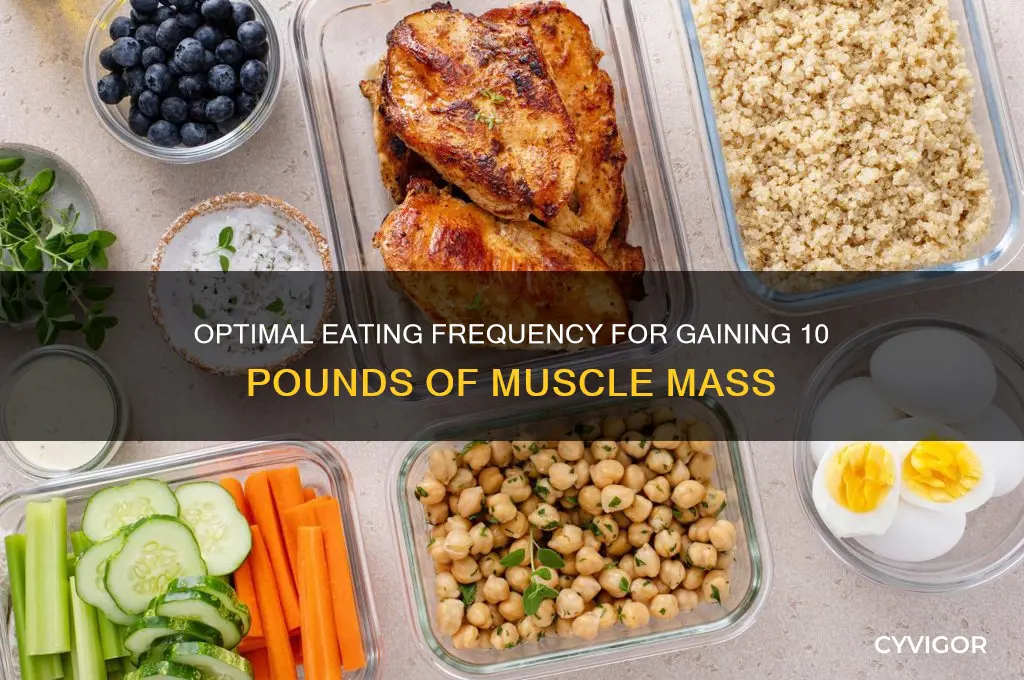 Optimal Eating Frequency For Gaining 10 Pounds Of Muscle Mass | CyVigor