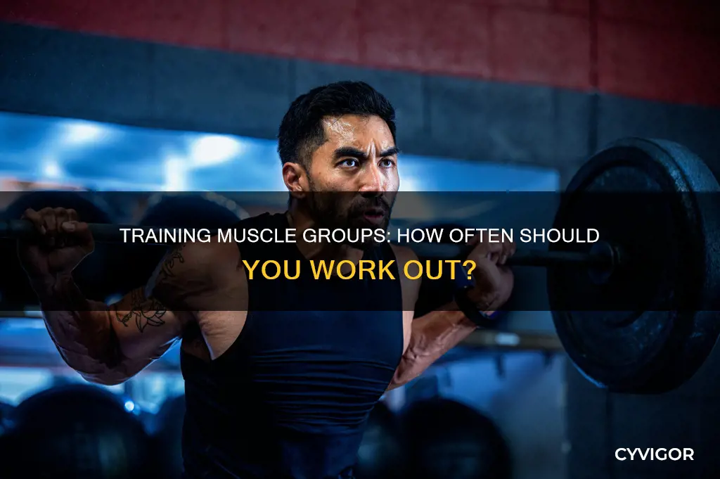 Training Muscle Groups: How Often Should You Work Out? | CyVigor