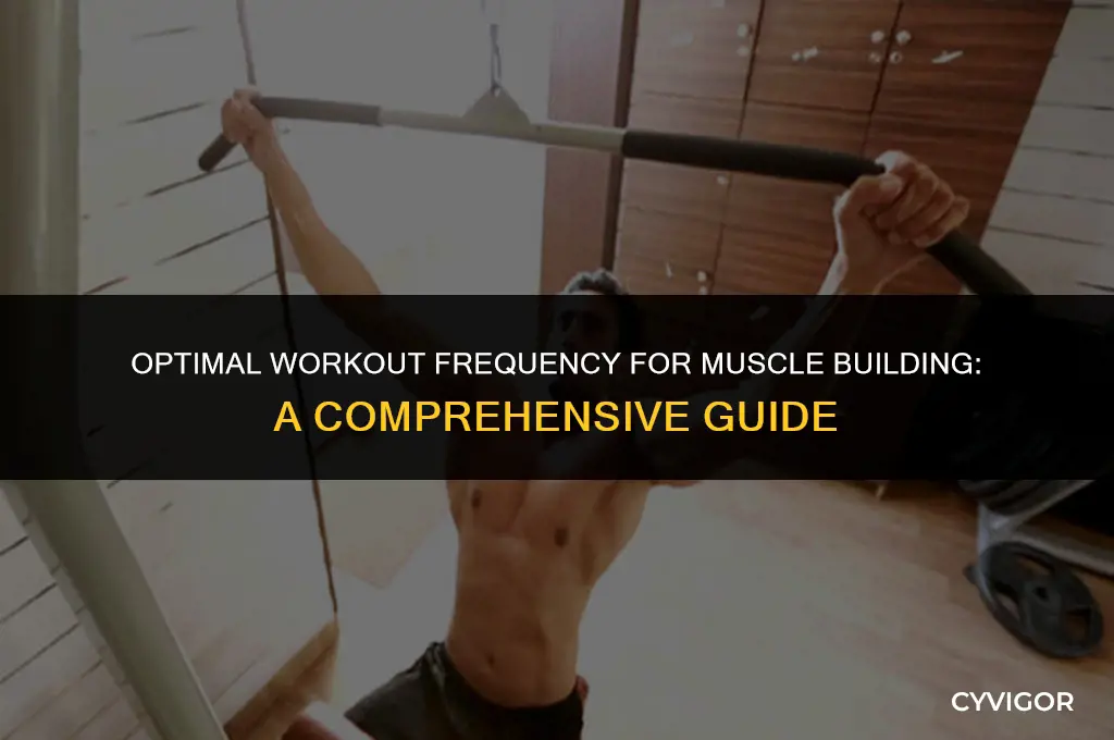 Optimal Workout Frequency For Muscle Building: A Comprehensive Guide ...
