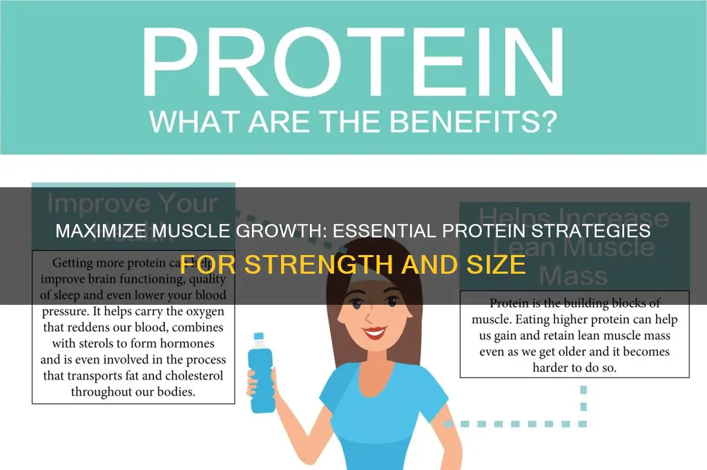 Maximize Muscle Growth: Essential Protein Strategies For Strength And ...