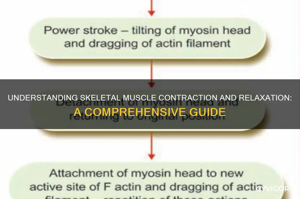 Understanding Skeletal Muscle Contraction And Relaxation: A ...