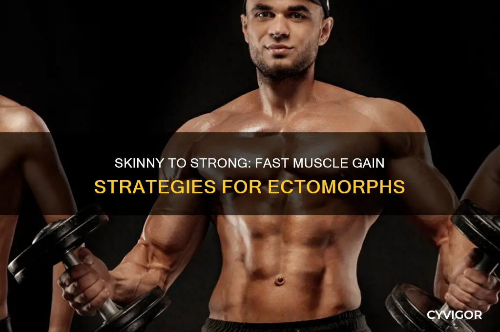 Skinny To Strong: Fast Muscle Gain Strategies For Ectomorphs | CyVigor