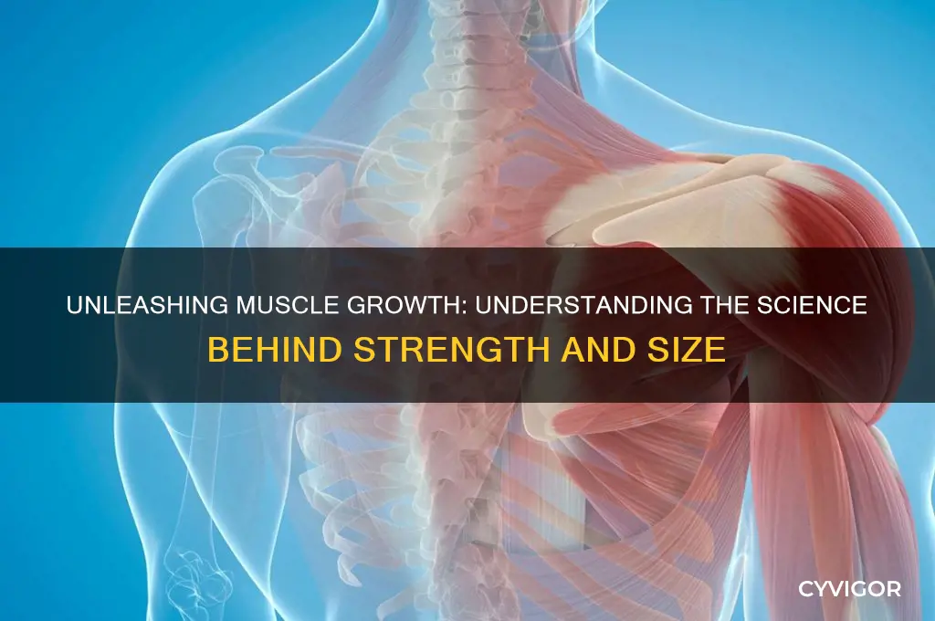 Unleashing Muscle Growth: Understanding The Science Behind Strength And ...