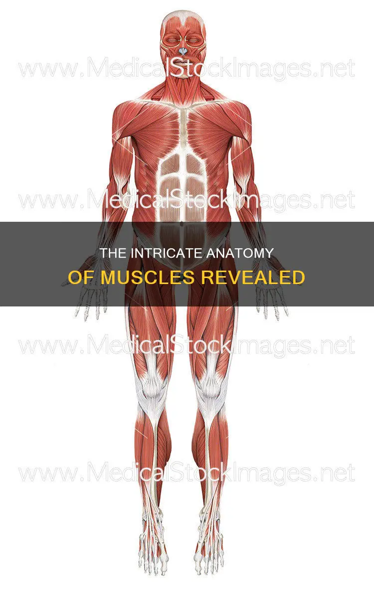 The Intricate Anatomy Of Muscles Revealed | CyVigor